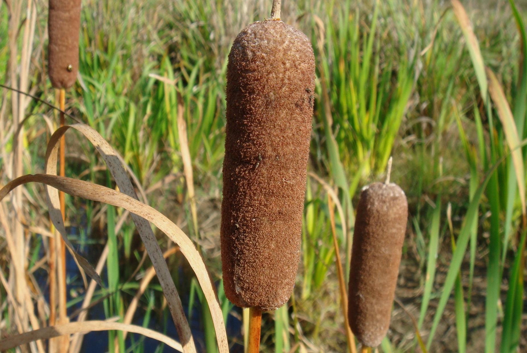 Typha orientalis C. Presl